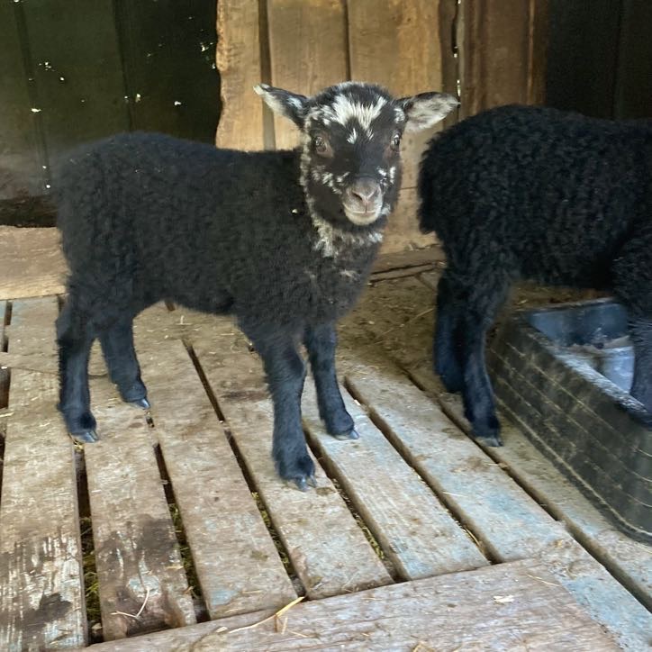 Our Sheep – Baker Farm